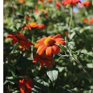 david’s garden seeds sunflower dwarf branching stem mexican tithonia fba-0089 (orange) 50 non-gmo, heirloom seeds