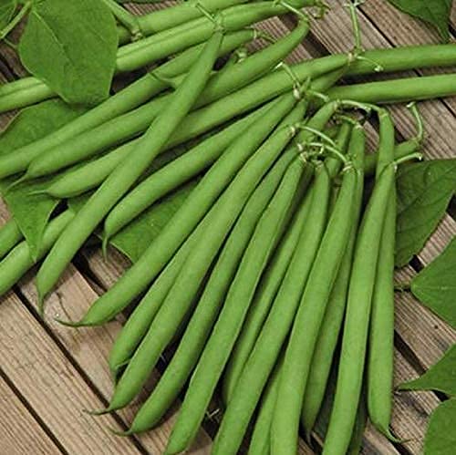 David's Garden Seeds Bean Bush Harvester FBA-7484 (Green) 100 Non-GMO, Heirloom Seeds