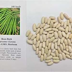 David's Garden Seeds Bean Bush Harvester FBA-7484 (Green) 100 Non-GMO, Heirloom Seeds