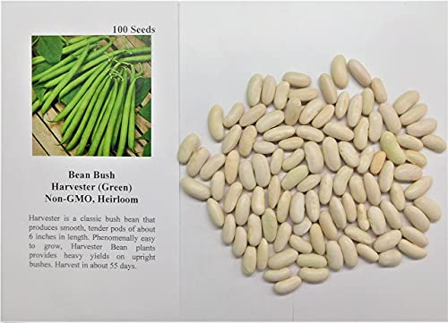 David's Garden Seeds Bean Bush Harvester FBA-7484 (Green) 100 Non-GMO, Heirloom Seeds