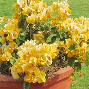 QAUZUY GARDEN 105 Fresh Seeds Yellow Bougainvillea Flower Seeds for Planting- Perennial Paper Flower Shrub Seeds Colorful Privacy Screens Accent Plant- Easy to Grow