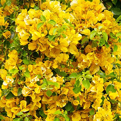 QAUZUY GARDEN 105 Fresh Seeds Yellow Bougainvillea Flower Seeds for Planting- Perennial Paper Flower Shrub Seeds Colorful Privacy Screens Accent Plant- Easy to Grow