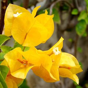 QAUZUY GARDEN 105 Fresh Seeds Yellow Bougainvillea Flower Seeds for Planting- Perennial Paper Flower Shrub Seeds Colorful Privacy Screens Accent Plant- Easy to Grow