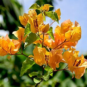 QAUZUY GARDEN 105 Fresh Seeds Yellow Bougainvillea Flower Seeds for Planting- Perennial Paper Flower Shrub Seeds Colorful Privacy Screens Accent Plant- Easy to Grow