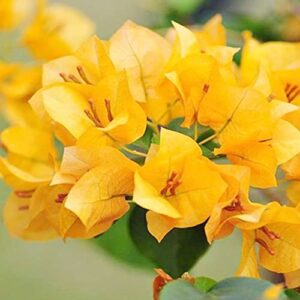 QAUZUY GARDEN 105 Fresh Seeds Yellow Bougainvillea Flower Seeds for Planting- Perennial Paper Flower Shrub Seeds Colorful Privacy Screens Accent Plant- Easy to Grow