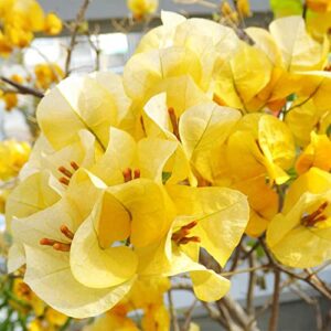 QAUZUY GARDEN 105 Fresh Seeds Yellow Bougainvillea Flower Seeds for Planting- Perennial Paper Flower Shrub Seeds Colorful Privacy Screens Accent Plant- Easy to Grow