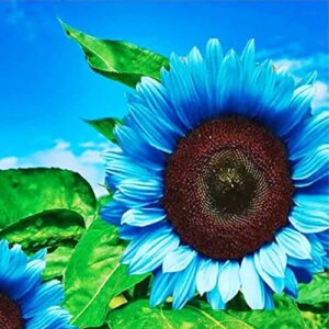 qauzuy garden 40 rare blue sunflower seeds (helianthus annuus), attract pollinators, rare striking showy exotic flower for home garden office yard decor