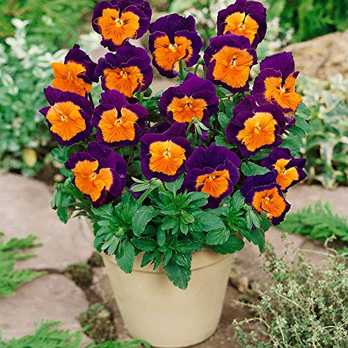 Outsidepride Pansy Jolly Joker Indoor House Plant Or Outdoor Garden Flower for Beds, Borders Pots, & Containers - 100 Seeds