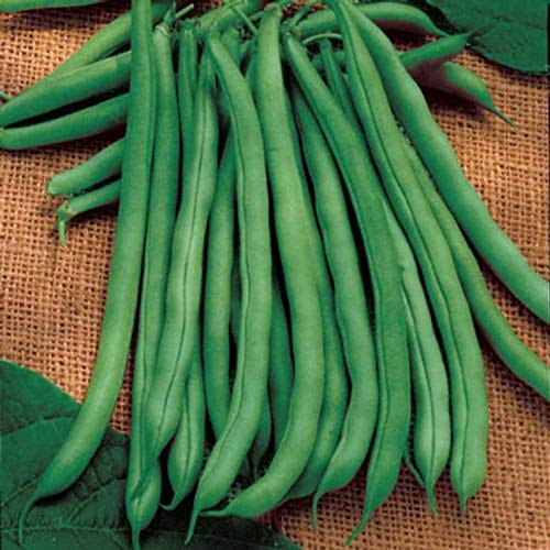 PAPAW'S GARDEN SUPPLY LLC. Helping The Next Generation Grow! Blue Lake Pole Heirloom Bean Seeds, Non-GMO, 1 Pack of 350 Vegetable Seeds