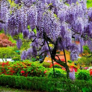 CHUXAY GARDEN 5 Seeds Dark Purple Chinese Wisteria Seed,Wisteria Sinensis Privacy Screen Tree Perennial Climbing Vine Privacy Screen Landscaping Rocks