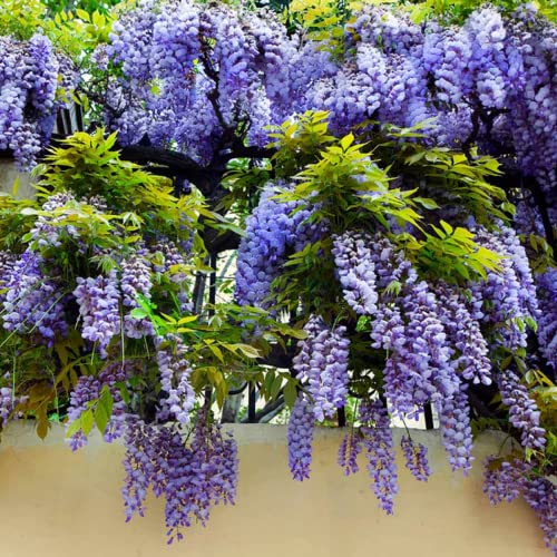 CHUXAY GARDEN 5 Seeds Dark Purple Chinese Wisteria Seed,Wisteria Sinensis Privacy Screen Tree Perennial Climbing Vine Privacy Screen Landscaping Rocks