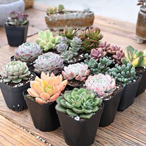 live succulent plants, 1 unit real succulents potted in 2″ starter planter with soil mix, rare small indoor house plants for home garden outdoor wedding decor party favor women girls diy gift