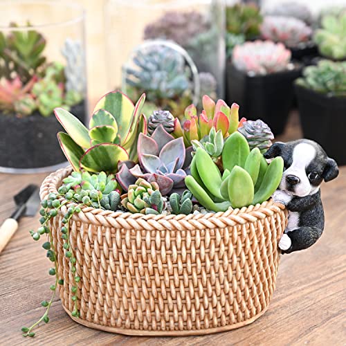 Live Succulent Plants, 1 Unit Real Succulents Potted in 2" Starter Planter with Soil Mix, Rare Small Indoor House Plants for Home Garden Outdoor Wedding Decor Party Favor Women Girls DIY Gift