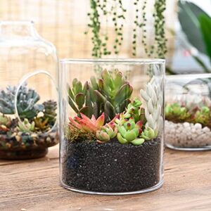 Live Succulent Plants, 1 Unit Real Succulents Potted in 2" Starter Planter with Soil Mix, Rare Small Indoor House Plants for Home Garden Outdoor Wedding Decor Party Favor Women Girls DIY Gift