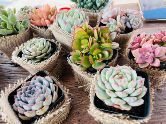 Live Succulent Plants, 1 Unit Real Succulents Potted in 2" Starter Planter with Soil Mix, Rare Small Indoor House Plants for Home Garden Outdoor Wedding Decor Party Favor Women Girls DIY Gift