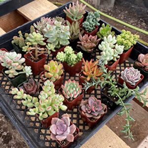 Live Succulent Plants, 1 Unit Real Succulents Potted in 2" Starter Planter with Soil Mix, Rare Small Indoor House Plants for Home Garden Outdoor Wedding Decor Party Favor Women Girls DIY Gift