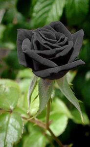 20+ rare black rose seeds beautiful flower seeds home garden bonsai