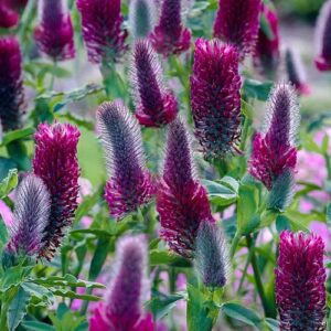 chuxay garden 20 seeds trifolium rubens’red feather’ seed,ruddy clover ornamental herb plant attract butterflies and bees showy display