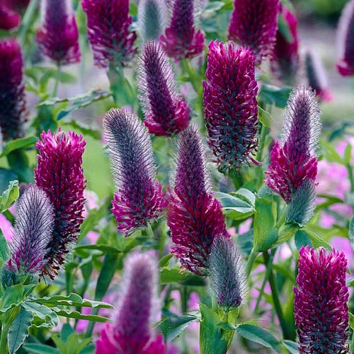 CHUXAY GARDEN 20 Seeds Trifolium Rubens'Red Feather' Seed,Ruddy Clover Ornamental Herb Plant Attract Butterflies and Bees Showy Display