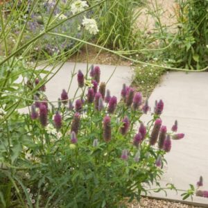 CHUXAY GARDEN 20 Seeds Trifolium Rubens'Red Feather' Seed,Ruddy Clover Ornamental Herb Plant Attract Butterflies and Bees Showy Display