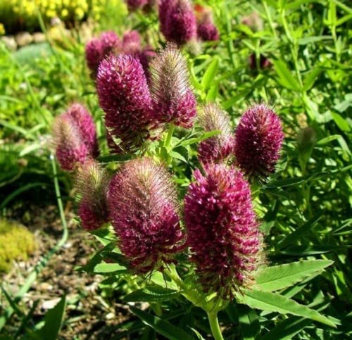 CHUXAY GARDEN 20 Seeds Trifolium Rubens'Red Feather' Seed,Ruddy Clover Ornamental Herb Plant Attract Butterflies and Bees Showy Display