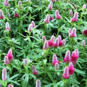 CHUXAY GARDEN 20 Seeds Trifolium Rubens'Red Feather' Seed,Ruddy Clover Ornamental Herb Plant Attract Butterflies and Bees Showy Display