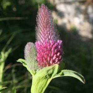 CHUXAY GARDEN 20 Seeds Trifolium Rubens'Red Feather' Seed,Ruddy Clover Ornamental Herb Plant Attract Butterflies and Bees Showy Display