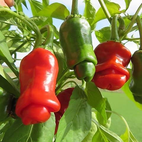 30 Peter Pepper Seeds to Plant Rare Chili Seeds Indoor Outdoor Ornaments Perennials Garden Growing Can Grow Well Pot