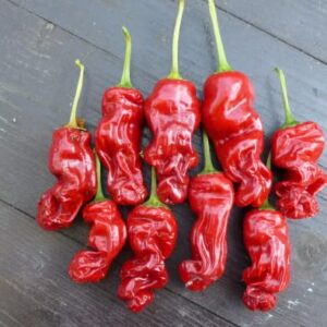 30 Peter Pepper Seeds to Plant Rare Chili Seeds Indoor Outdoor Ornaments Perennials Garden Growing Can Grow Well Pot