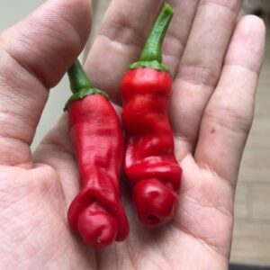 30 Peter Pepper Seeds to Plant Rare Chili Seeds Indoor Outdoor Ornaments Perennials Garden Growing Can Grow Well Pot