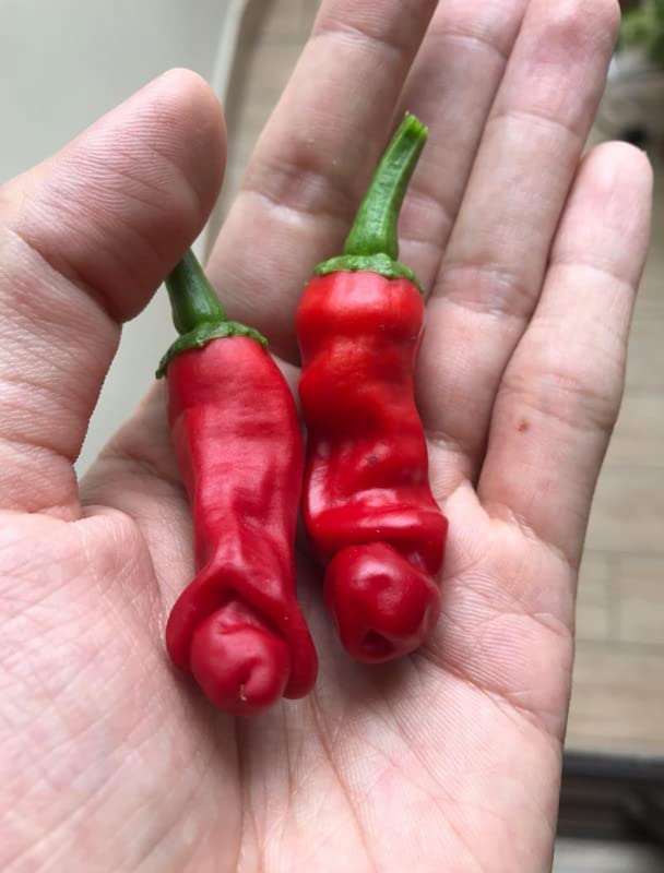 30 Peter Pepper Seeds to Plant Rare Chili Seeds Indoor Outdoor Ornaments Perennials Garden Growing Can Grow Well Pot