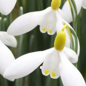 yegaol garden 50pcs snowdrop seeds galanthus nivalis seeds hardy low maintenance deer & rabbit resistant perennial indoor beds border plant ground covers flower seeds