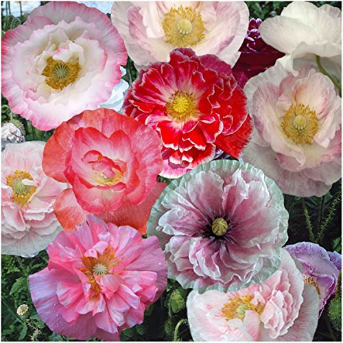 Seed Needs, 100,000+ Shirley Mixed Poppy Seeds for Planting - Double Mixture (Papaver rhoeas) Heirloom & Open Pollinated Bulk