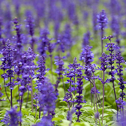 Outsidepride Salvia Sclarea Clary Sage Garden Herb with Essential Oils - 1000 Seeds