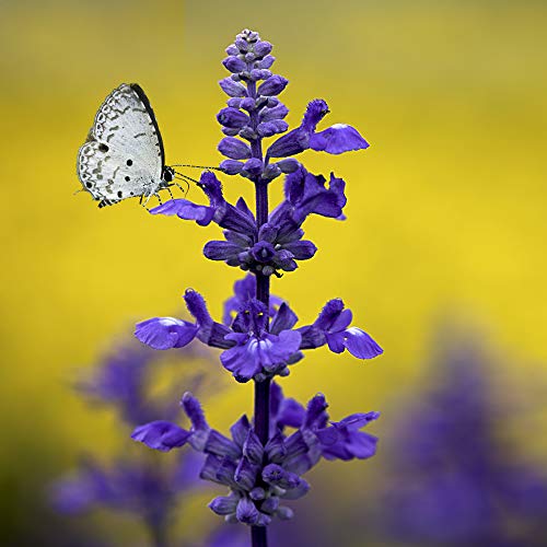 Outsidepride Salvia Sclarea Clary Sage Garden Herb with Essential Oils - 1000 Seeds