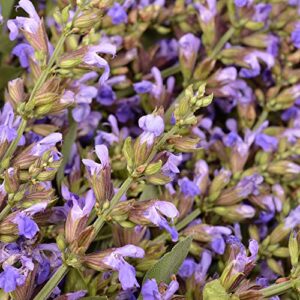 Outsidepride Salvia Sclarea Clary Sage Garden Herb with Essential Oils - 1000 Seeds