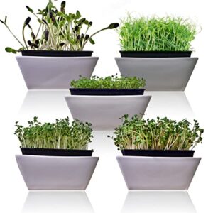 Survival Garden Seeds Microgreens 5 Pack - Instructions to Plant, Sprout, and Grow a Mix of Microgreen Plants in Your Kitchen or on Your Windowsill - Arugula, Broccoli, Radish, Pea, Sunflower Seed