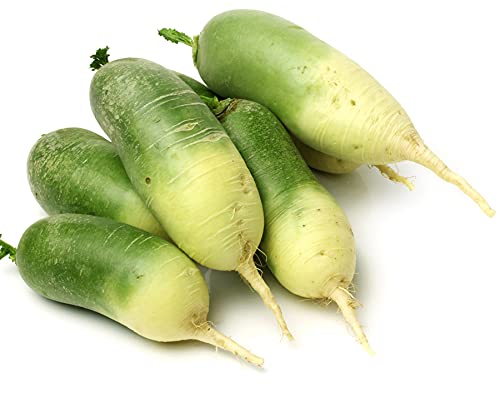 David's Garden Seeds Radish Green Luobo Improved 5453 (Green) 200 Non-GMO, Heirloom Seeds