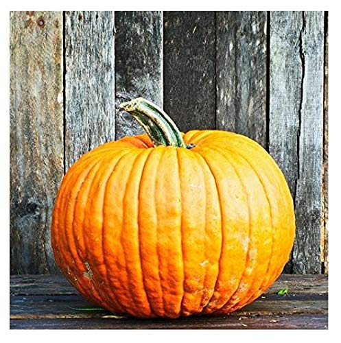 David's Garden Seeds Pumpkin Connecticut Field 8567 (Orange) 50 Non-GMO, Heirloom Seeds