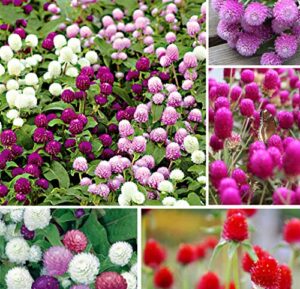 100+ mix globe amaranth gomfrena pompom flower annual outdoor beautiful garden