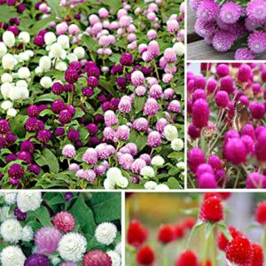 100+ Mix Globe Amaranth Gomfrena Pompom Flower Annual Outdoor Beautiful Garden