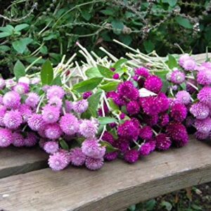 100+ Mix Globe Amaranth Gomfrena Pompom Flower Annual Outdoor Beautiful Garden