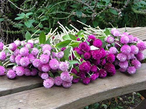 100+ Mix Globe Amaranth Gomfrena Pompom Flower Annual Outdoor Beautiful Garden