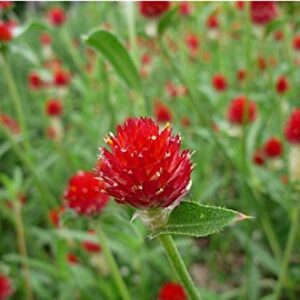 100+ Mix Globe Amaranth Gomfrena Pompom Flower Annual Outdoor Beautiful Garden