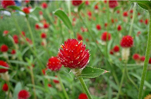 100+ Mix Globe Amaranth Gomfrena Pompom Flower Annual Outdoor Beautiful Garden