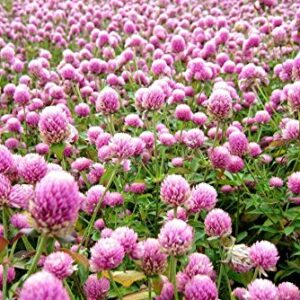 100+ Mix Globe Amaranth Gomfrena Pompom Flower Annual Outdoor Beautiful Garden