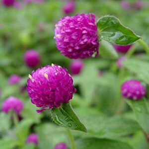 100+ Mix Globe Amaranth Gomfrena Pompom Flower Annual Outdoor Beautiful Garden