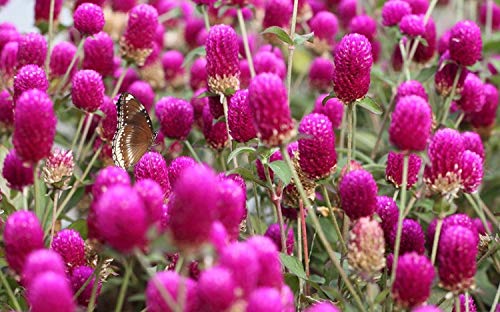 100+ Mix Globe Amaranth Gomfrena Pompom Flower Annual Outdoor Beautiful Garden