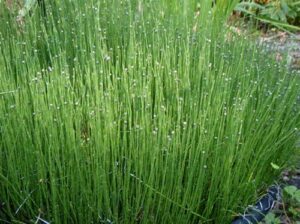 dwarf horsetail rush bog pond plant by aqualeaf aquatics – easy marginal pond plant