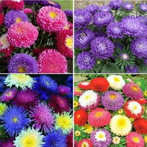 50+ aster pompon flowers mix seeds tall callistephus chinensis outdoor annual garden